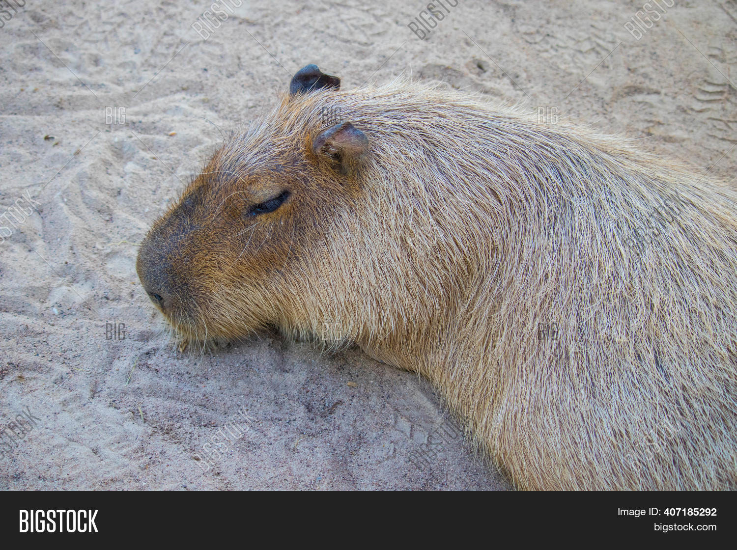 Capybara Lying On Image & Photo (Free Trial) | Bigstock