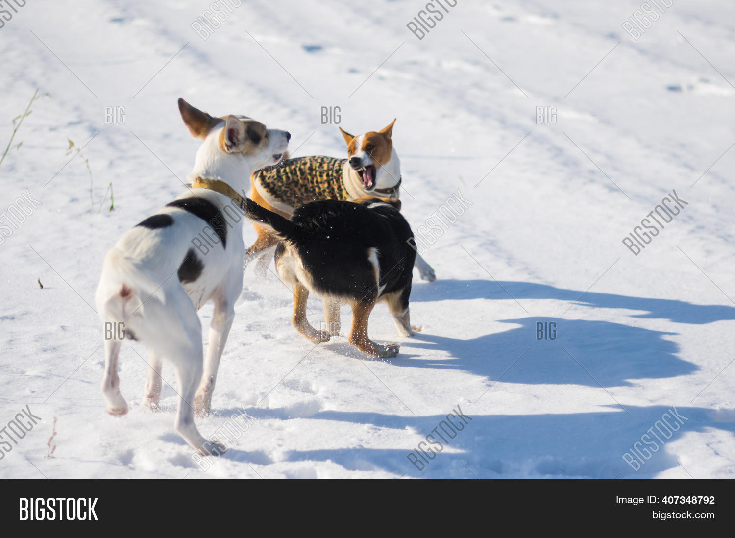 Basenji Dog Wearing Image & Photo (Free Trial) | Bigstock