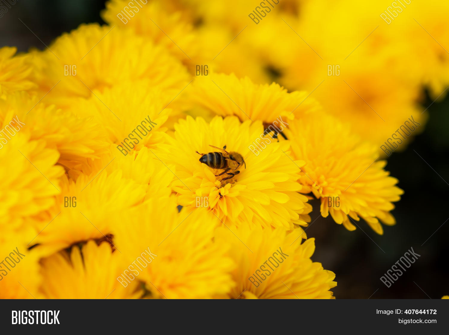 Bee On Flowers Yellow Image & Photo (Free Trial) | Bigstock