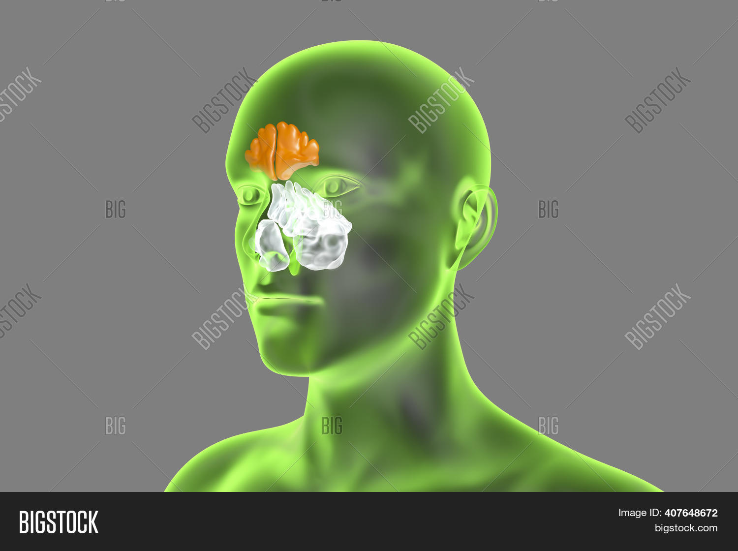 Anatomy Paranasal Image & Photo (Free Trial) | Bigstock