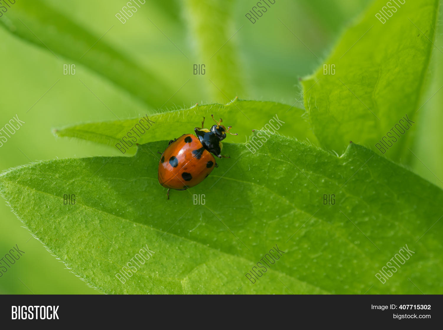 Lonely Ladybird Image & Photo (Free Trial) | Bigstock