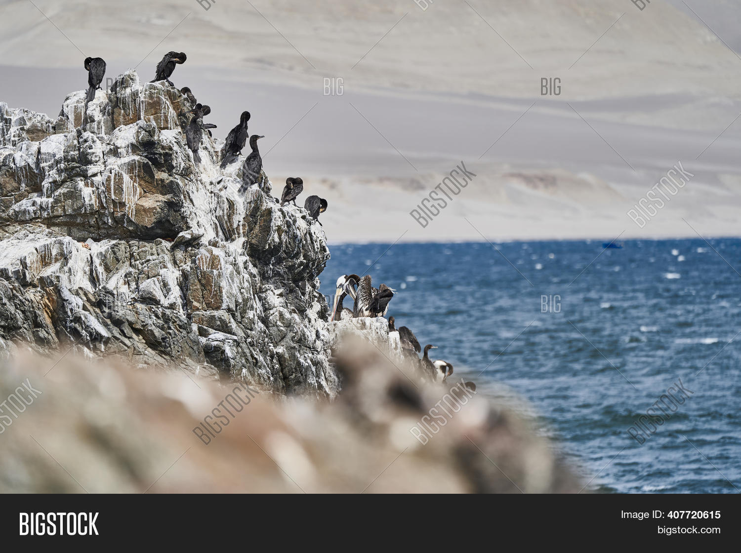 Bird Colony Guano Image & Photo (Free Trial) | Bigstock