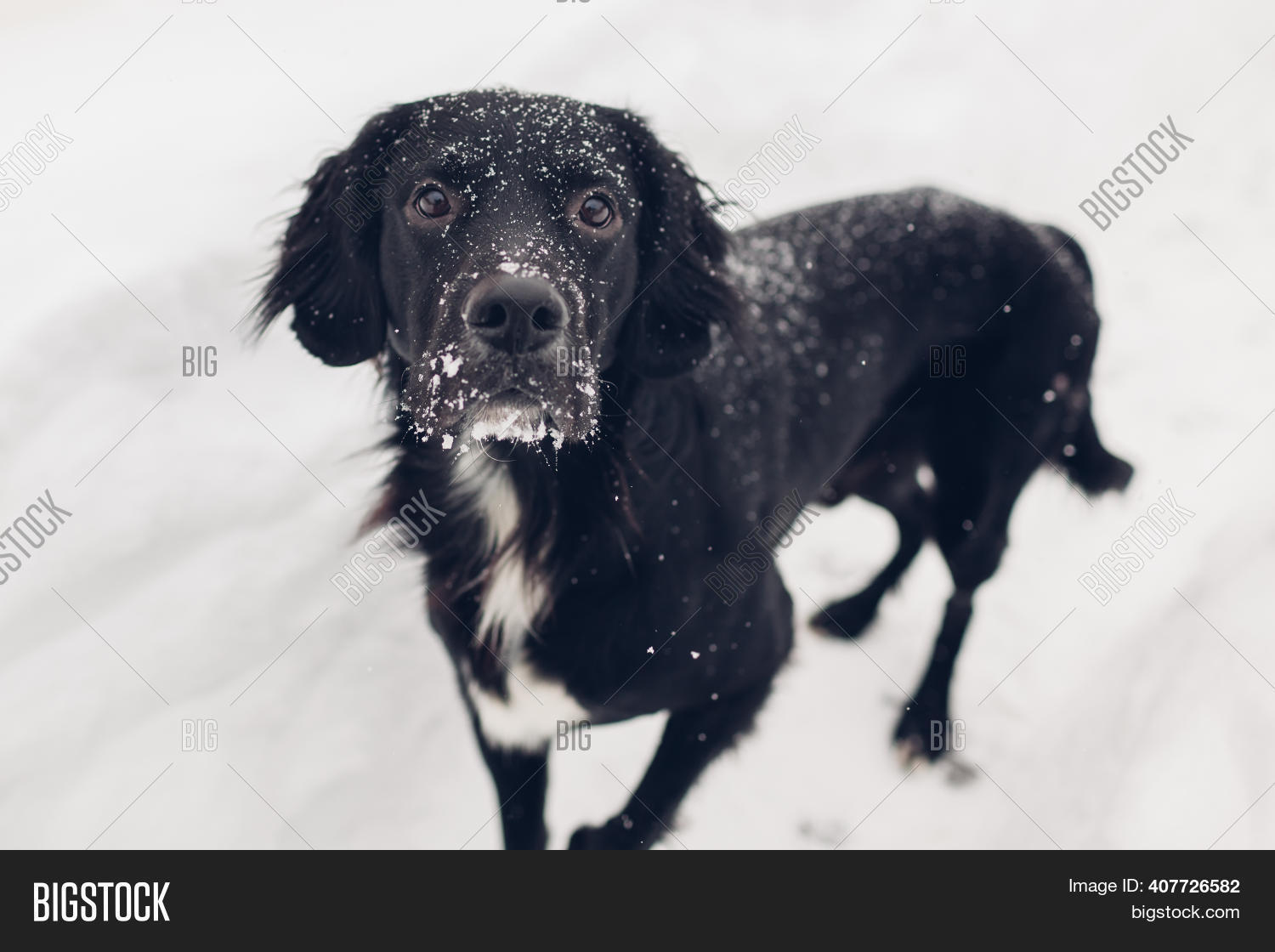 Black Dog Walking Image & Photo (Free Trial) | Bigstock