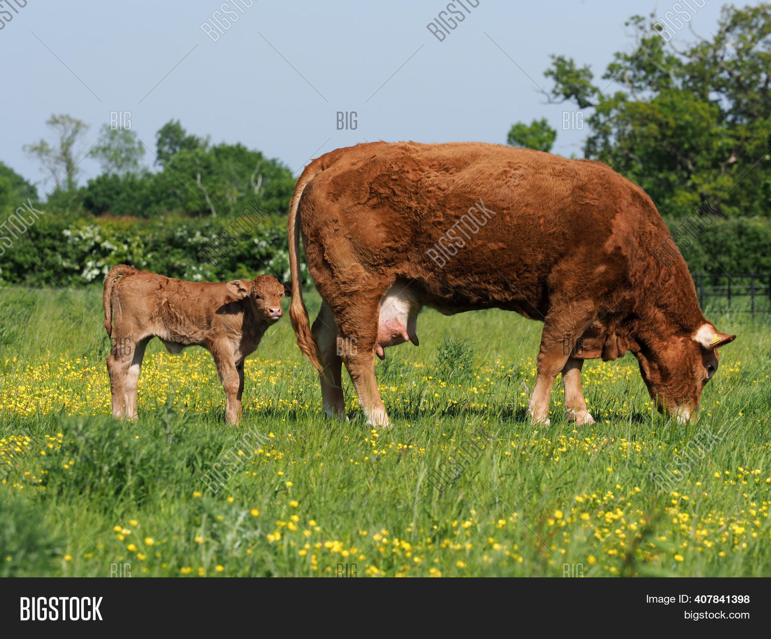 Rare Breed Cow Calf Image & Photo (Free Trial) | Bigstock