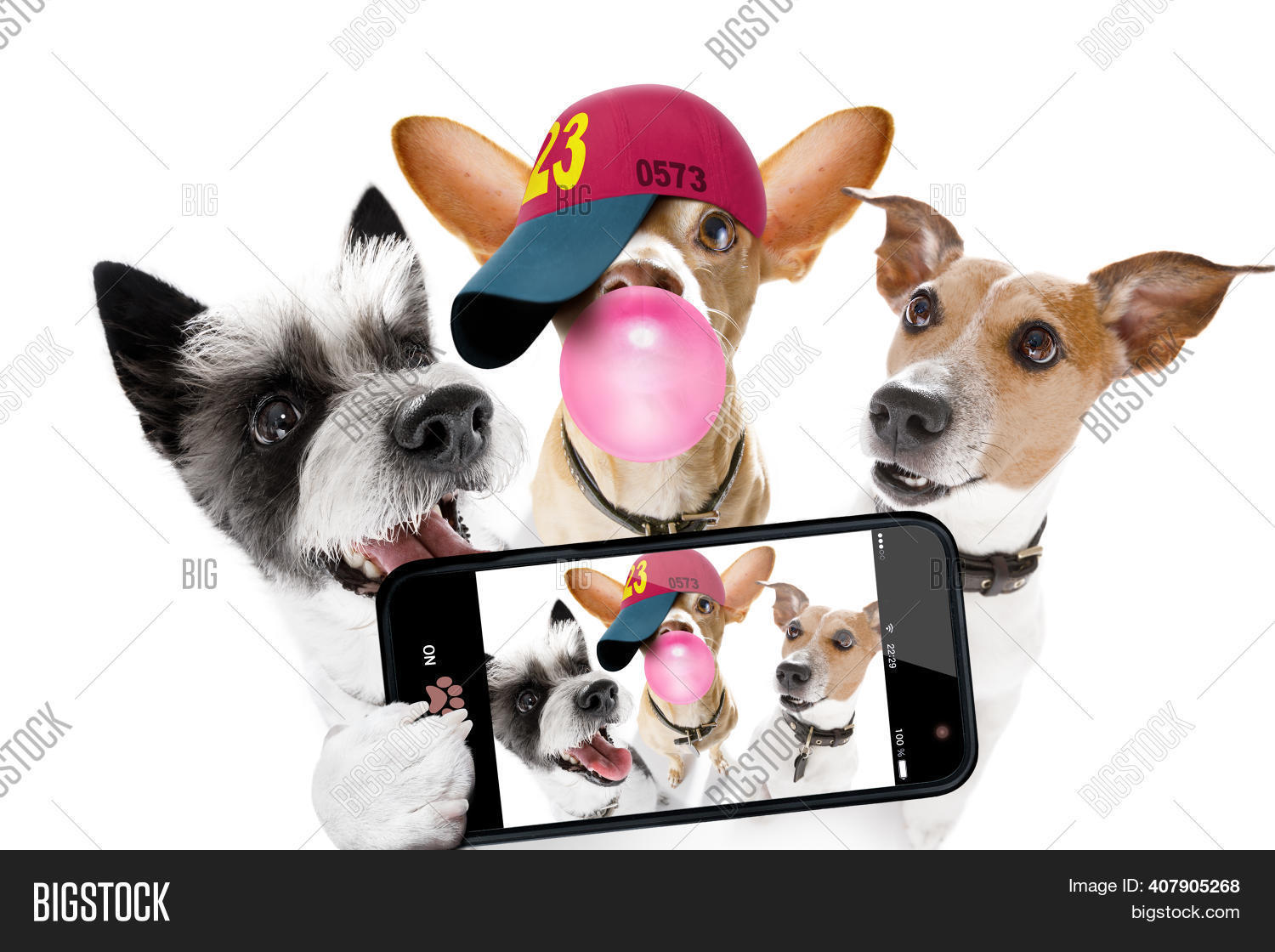Team Group Row Dogs Image & Photo (Free Trial) | Bigstock