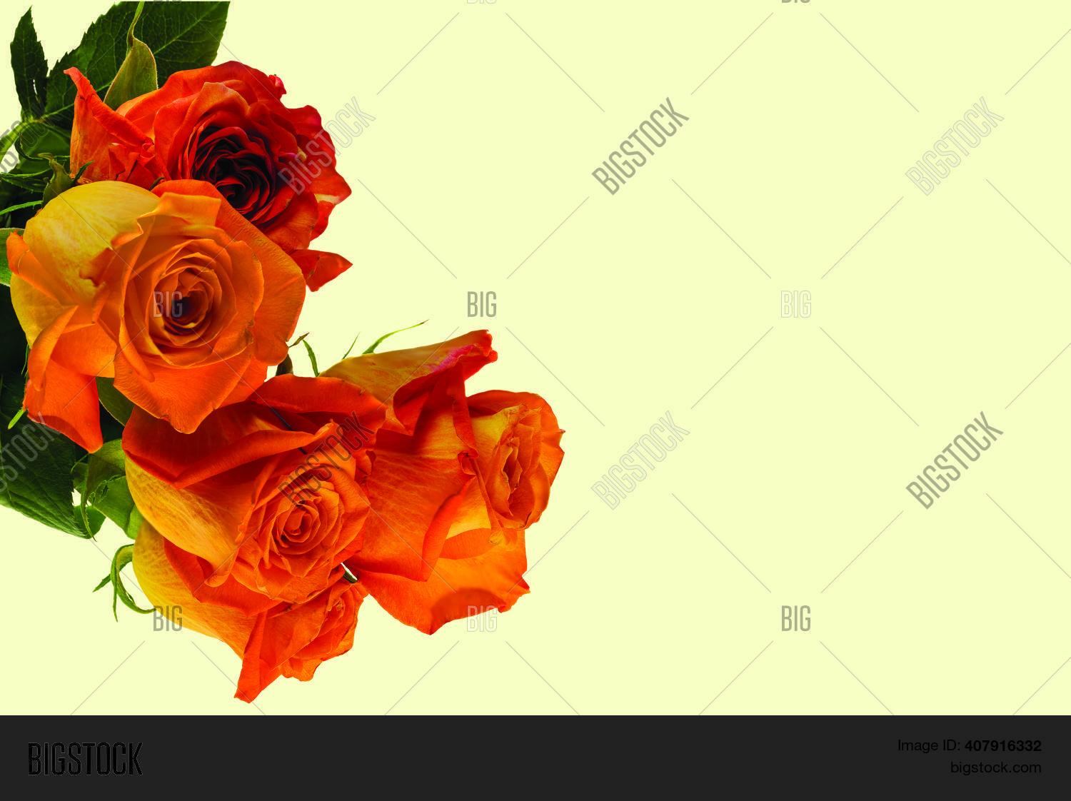 Gorgeous Orange Roses Image & Photo (Free Trial) | Bigstock