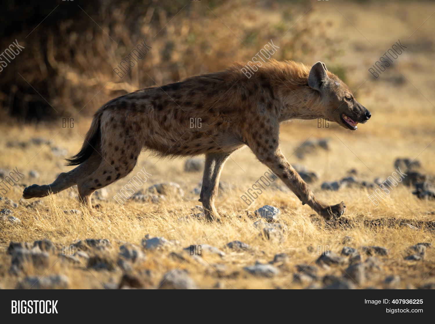 Spotted Hyena Runs Image & Photo (Free Trial) | Bigstock