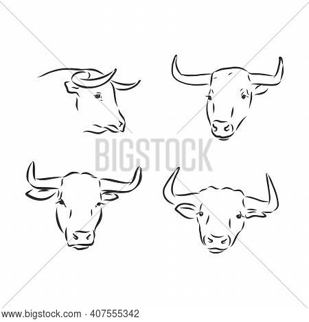 Bull Drawing Images, Illustrations & Vectors (Free) - Bigstock