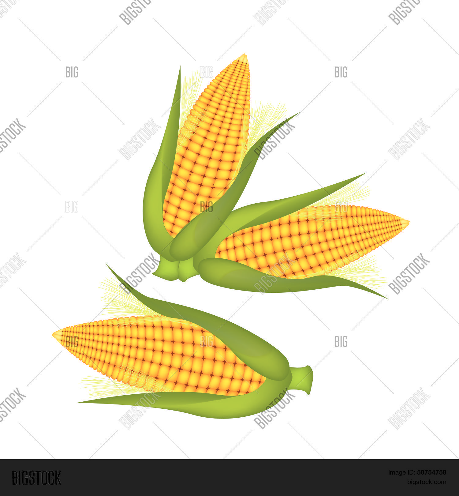 Three Ears Corn Husk Vector & Photo (Free Trial) | Bigstock