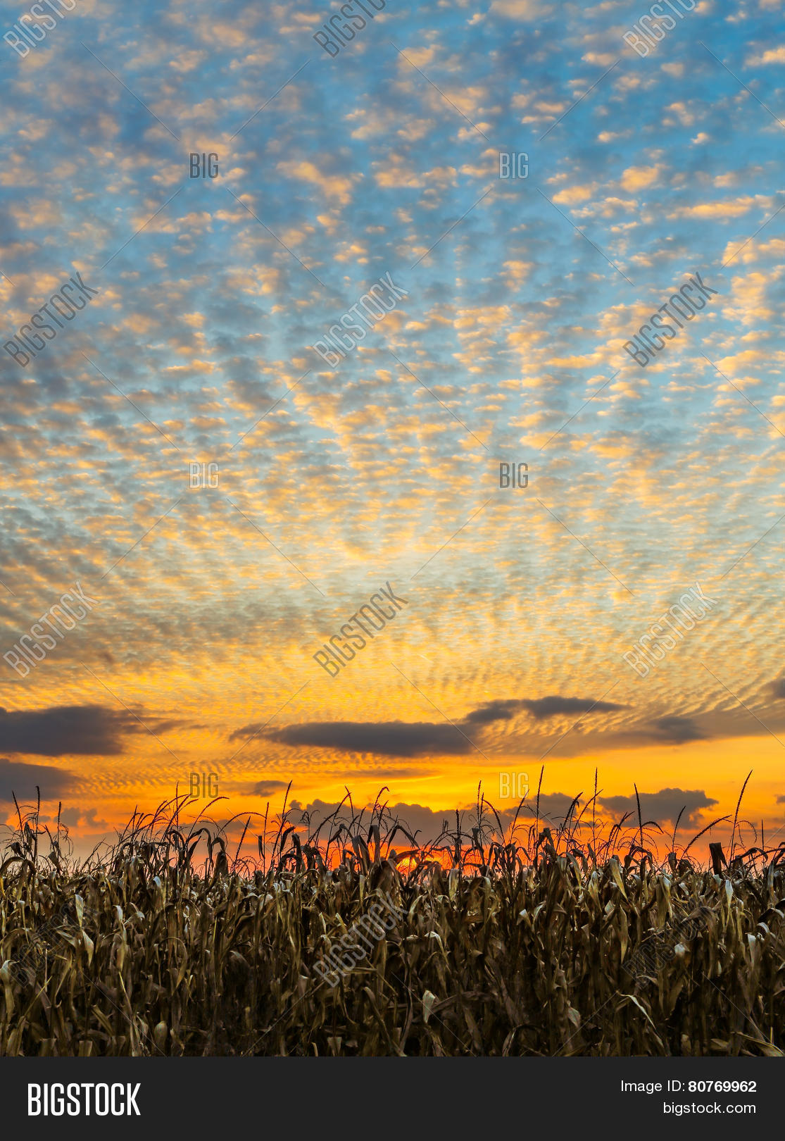 Harvest Sunset Image & Photo (Free Trial) | Bigstock