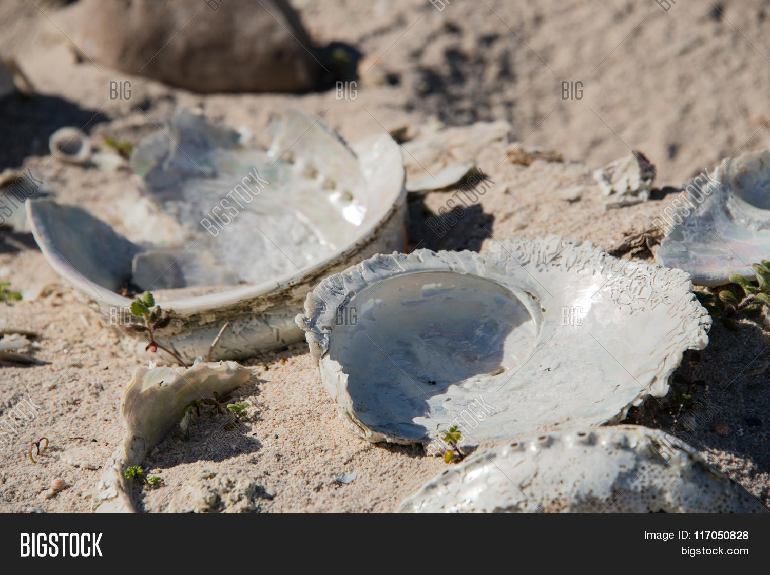 Close Abalone Shells Image & Photo (Free Trial) | Bigstock