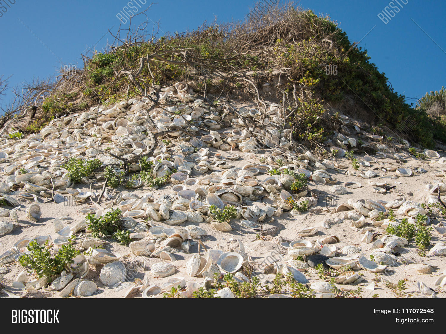Shell Midden On Beach Image & Photo (Free Trial) | Bigstock