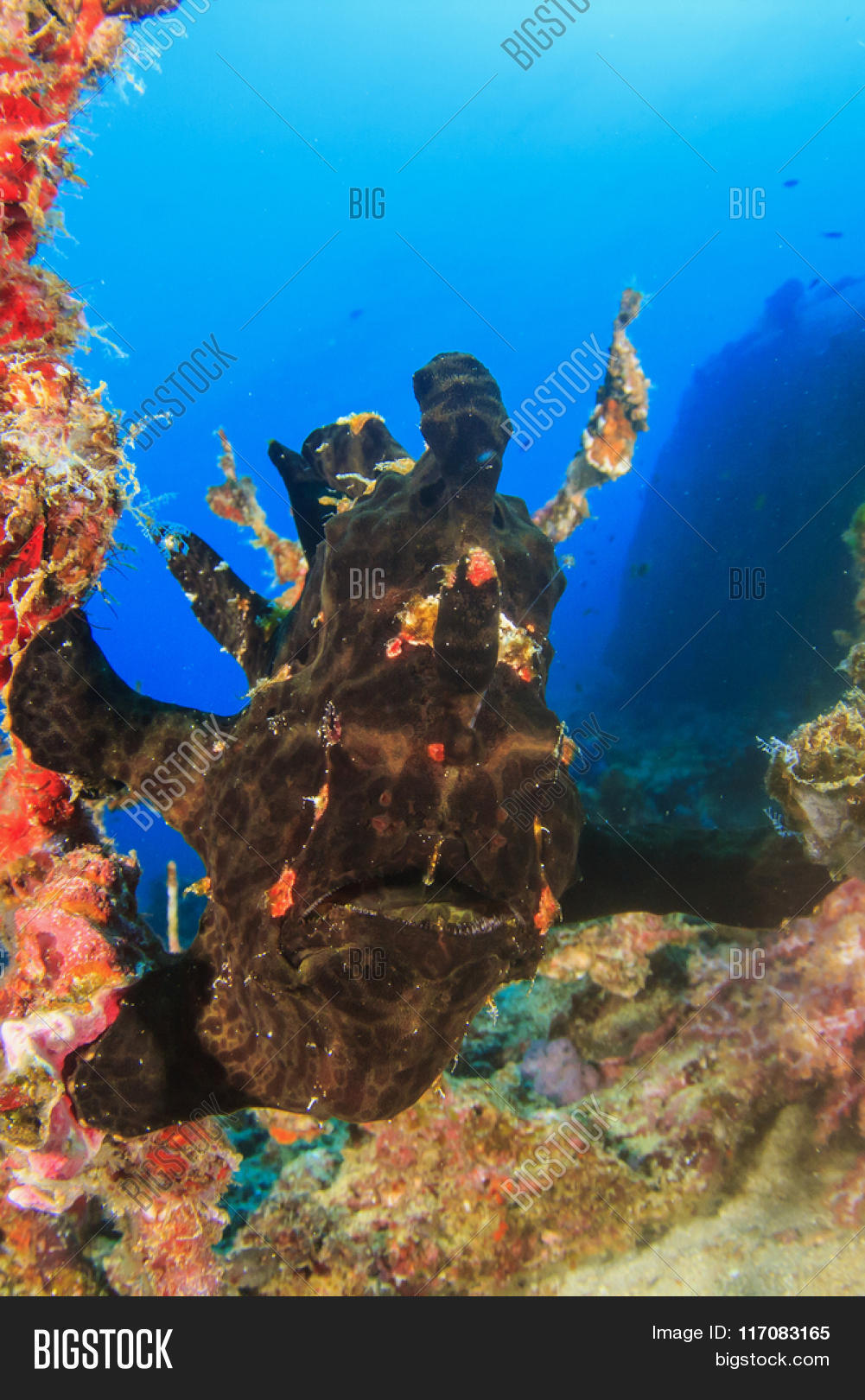 Giant Frogfish ( Image & Photo (Free Trial) | Bigstock