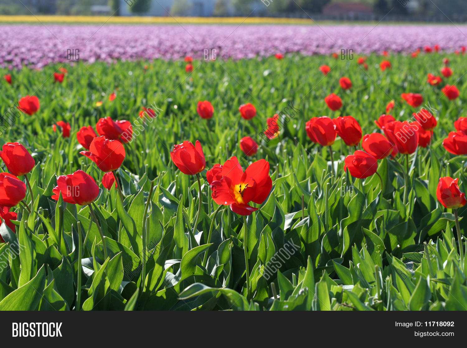 Bulb Fields Holland Image & Photo (Free Trial) | Bigstock