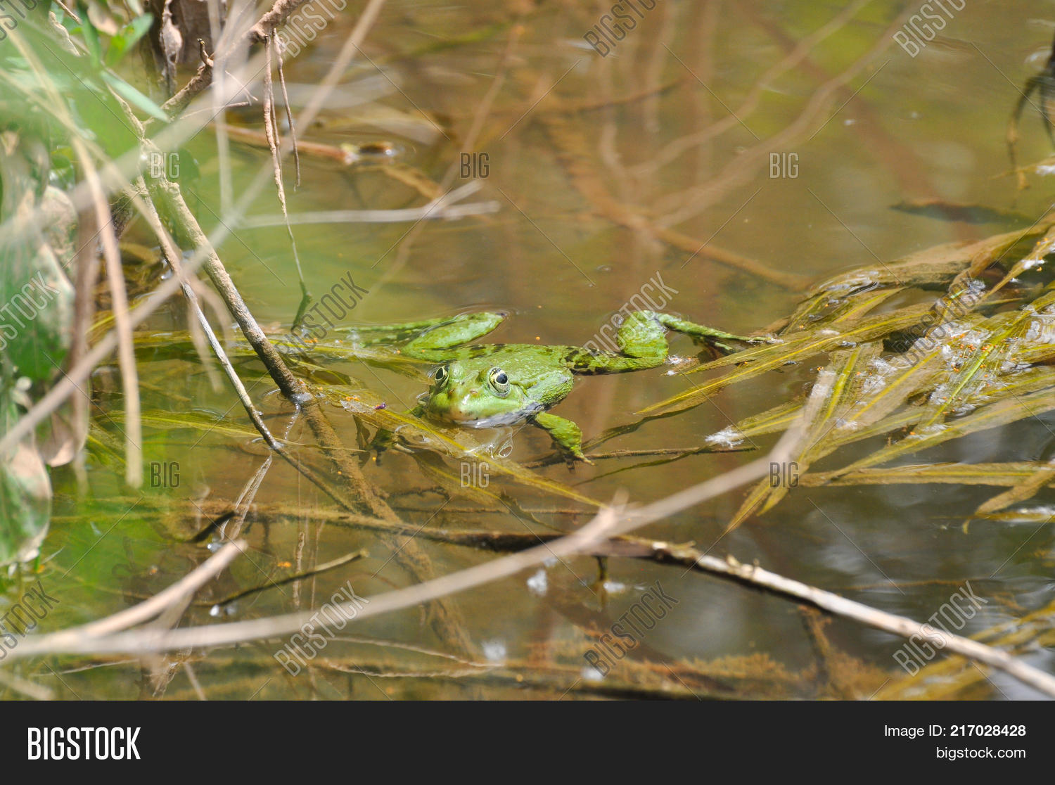 Edible Frog ( Image & Photo (Free Trial) | Bigstock