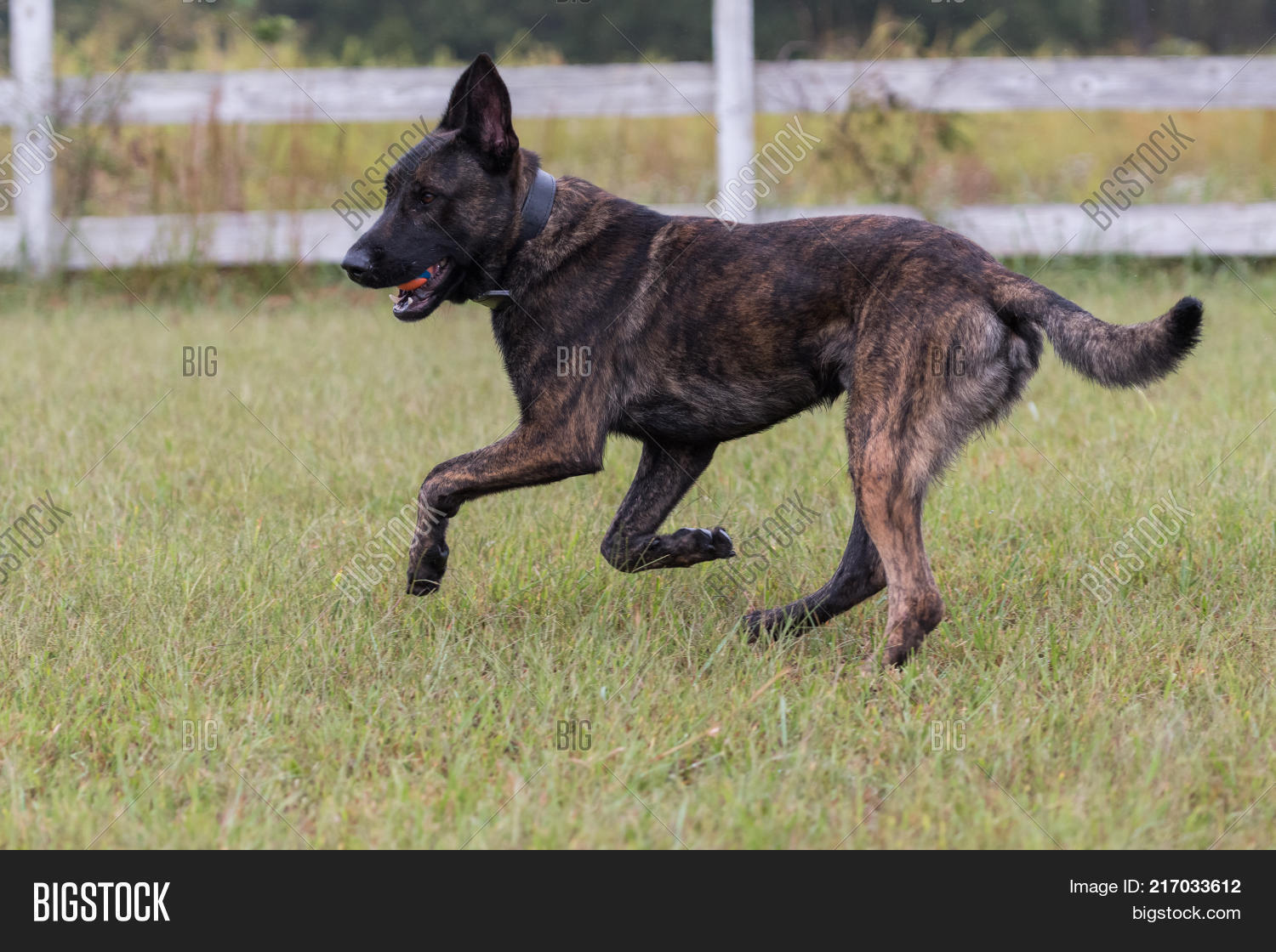 Dutch Shepherd Dog Image & Photo (Free Trial) | Bigstock