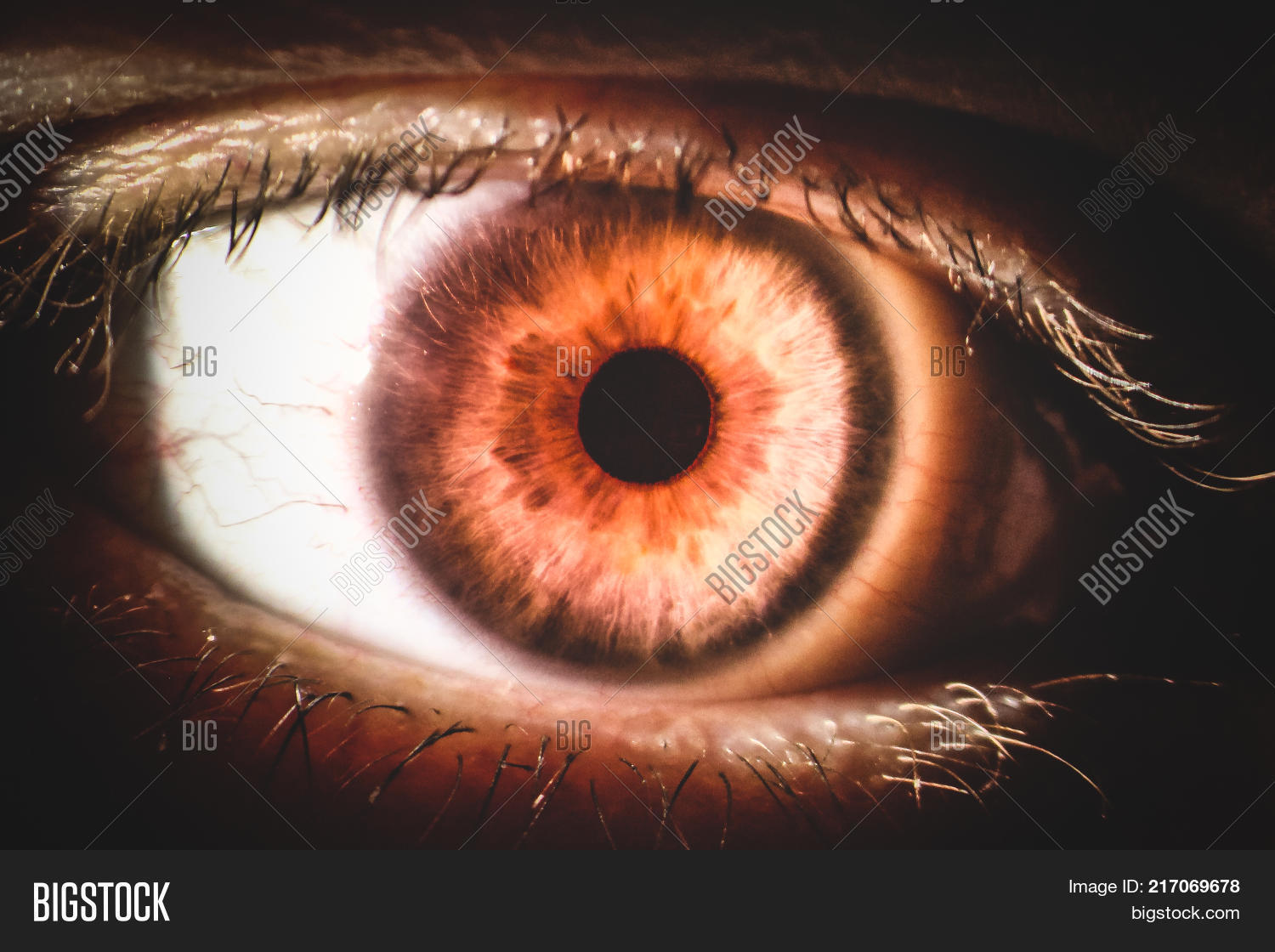 Enlarged Image Eye Image & Photo (Free Trial) | Bigstock