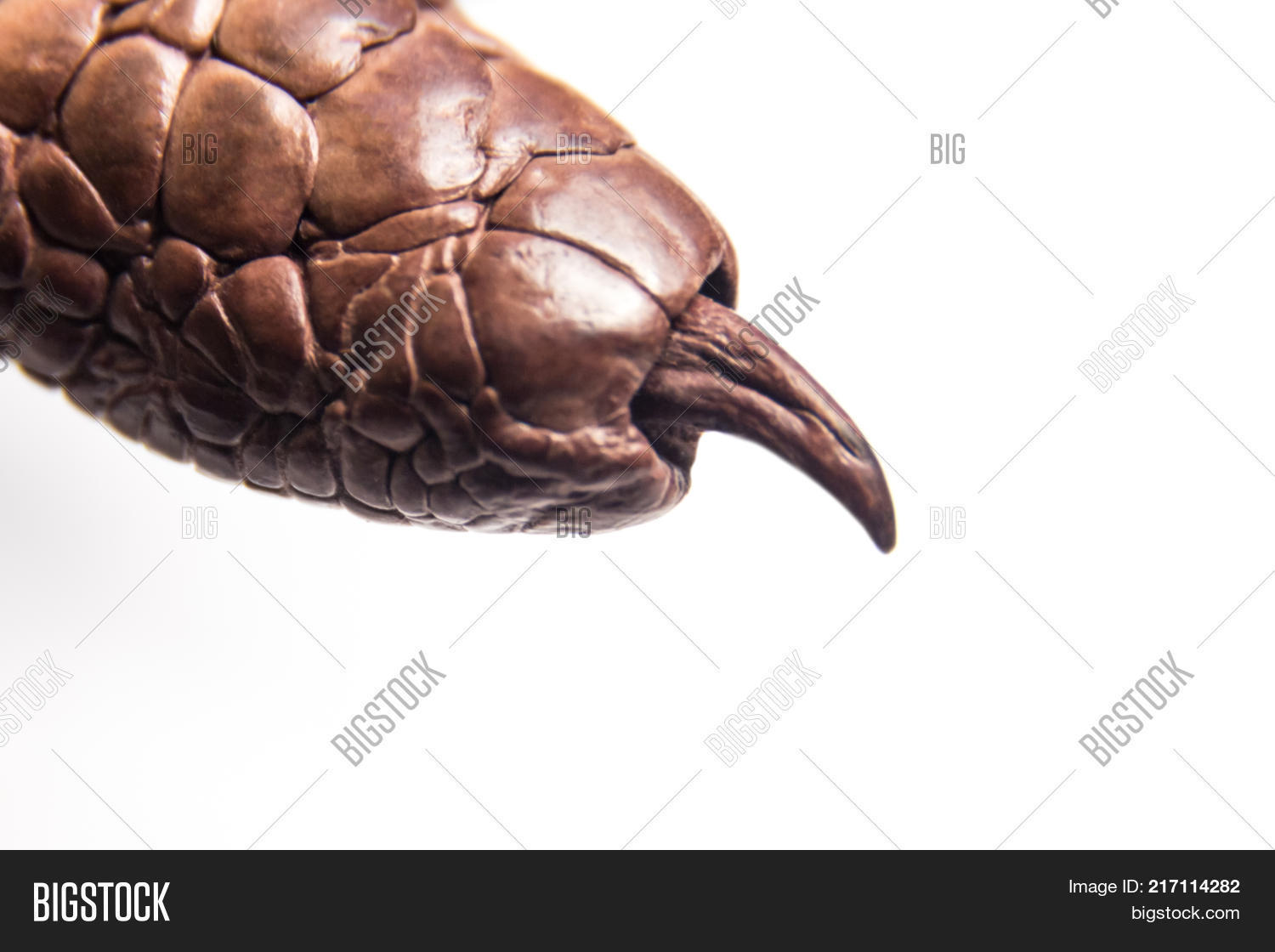 Claw Dried Crocodile Image & Photo (Free Trial) | Bigstock