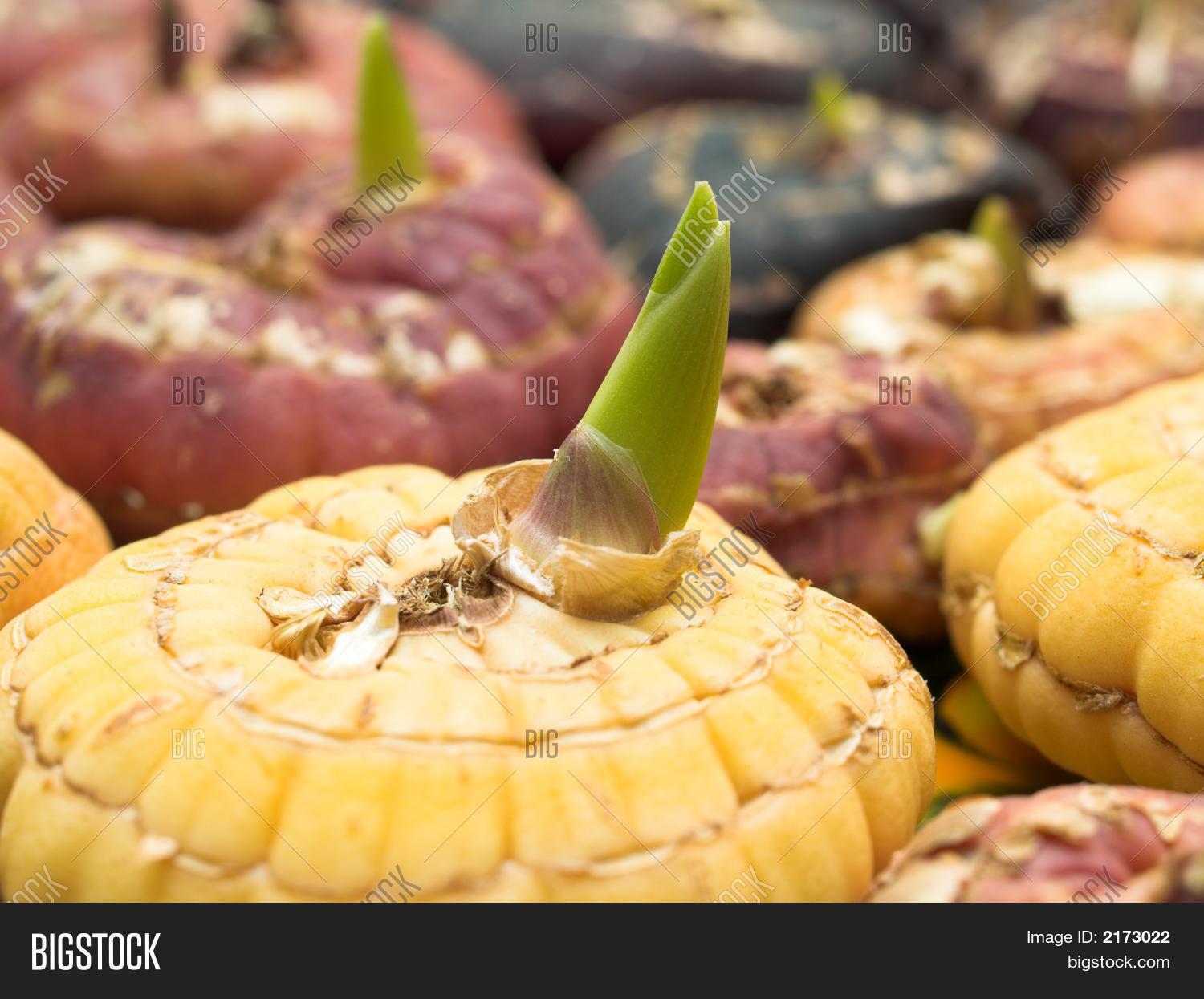 Sprout Lily Bulb Image & Photo (Free Trial) | Bigstock