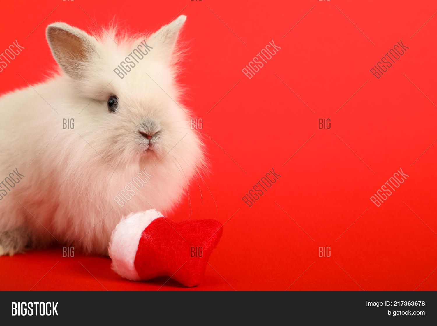 Christmas Rabbit. Image & Photo (Free Trial) | Bigstock