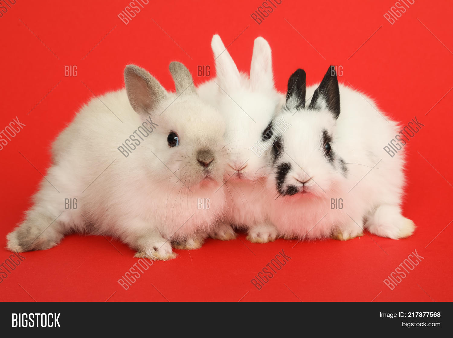 Three Rabbits Bunny Image & Photo (Free Trial) | Bigstock