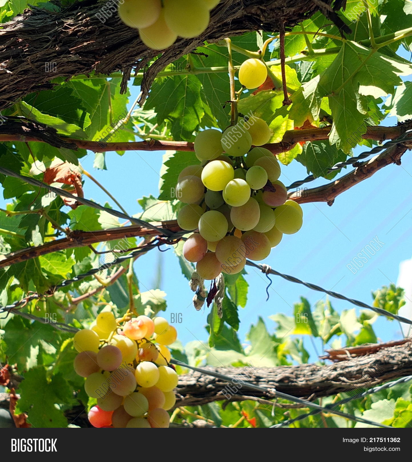 White Grapes Hanging Image & Photo (Free Trial) | Bigstock