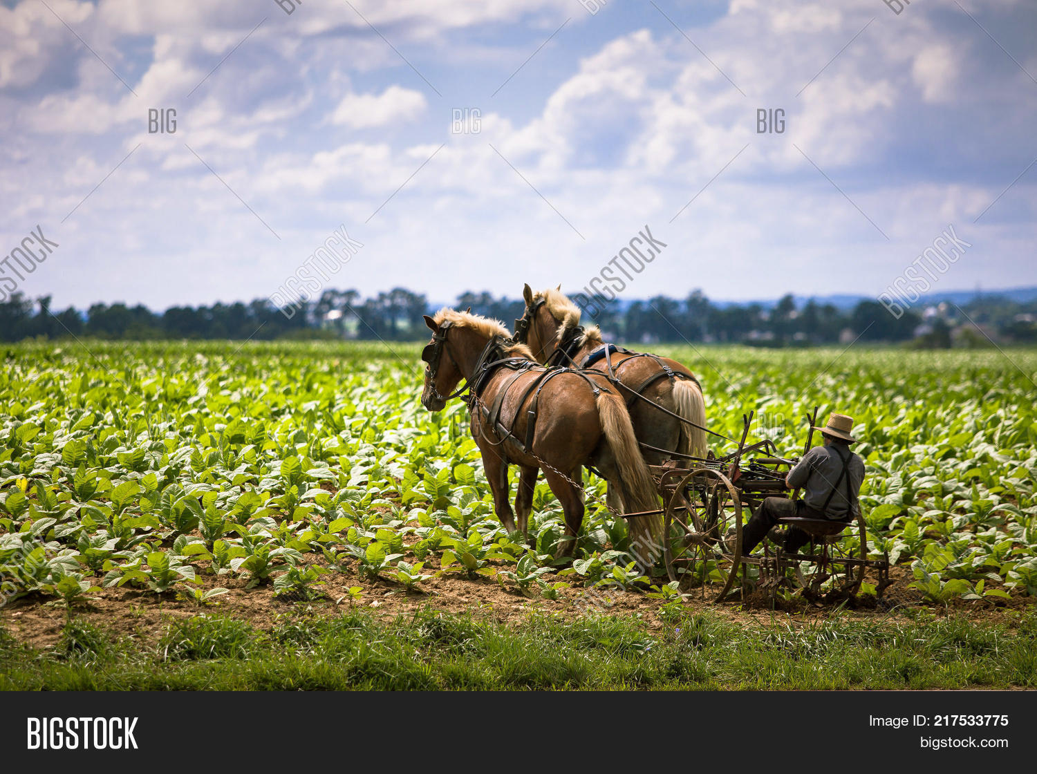 Country Life Image & Photo (Free Trial) | Bigstock
