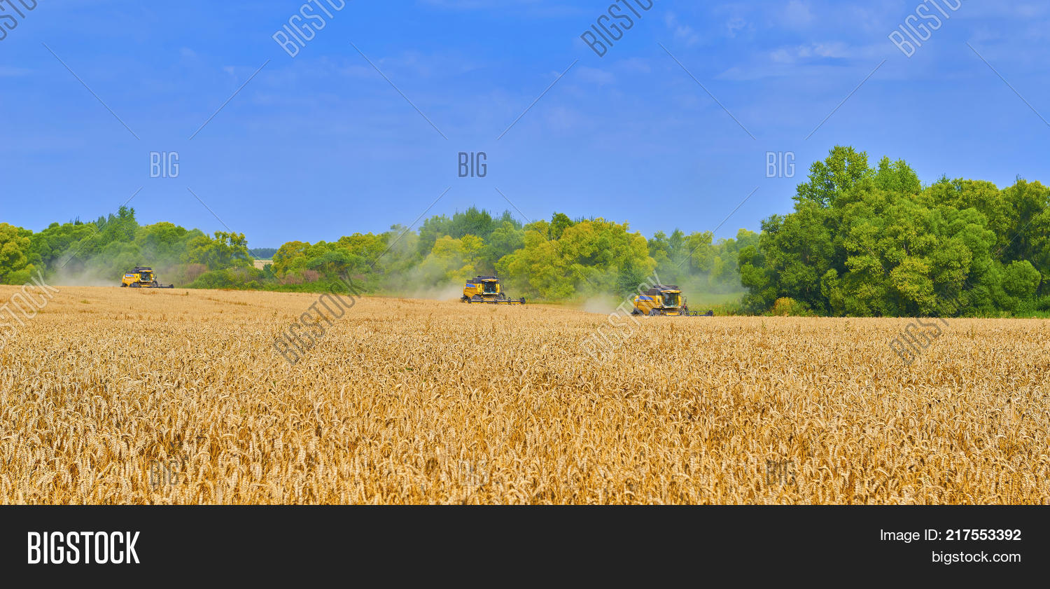 Summer August Wheat Image & Photo (Free Trial) | Bigstock