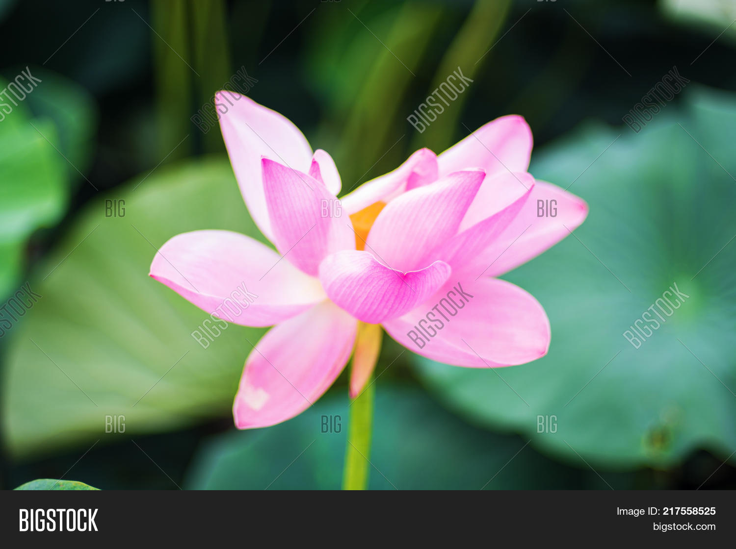 Large Lotus Flowers. Image & Photo (Free Trial) | Bigstock