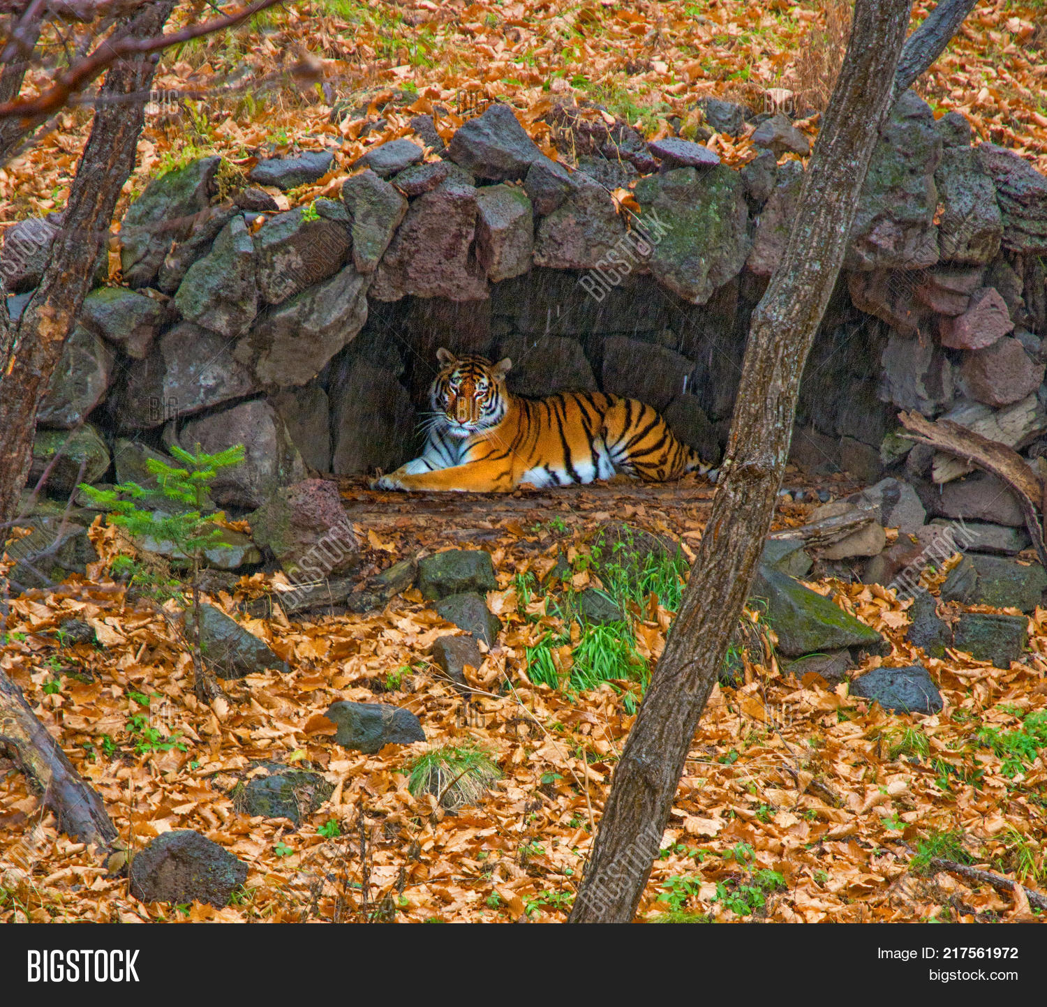 Amur Tiger Hid Under Image & Photo (Free Trial) | Bigstock