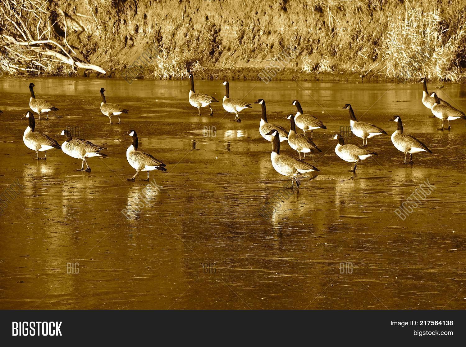 Flock Migrating Canada Image & Photo (Free Trial) | Bigstock