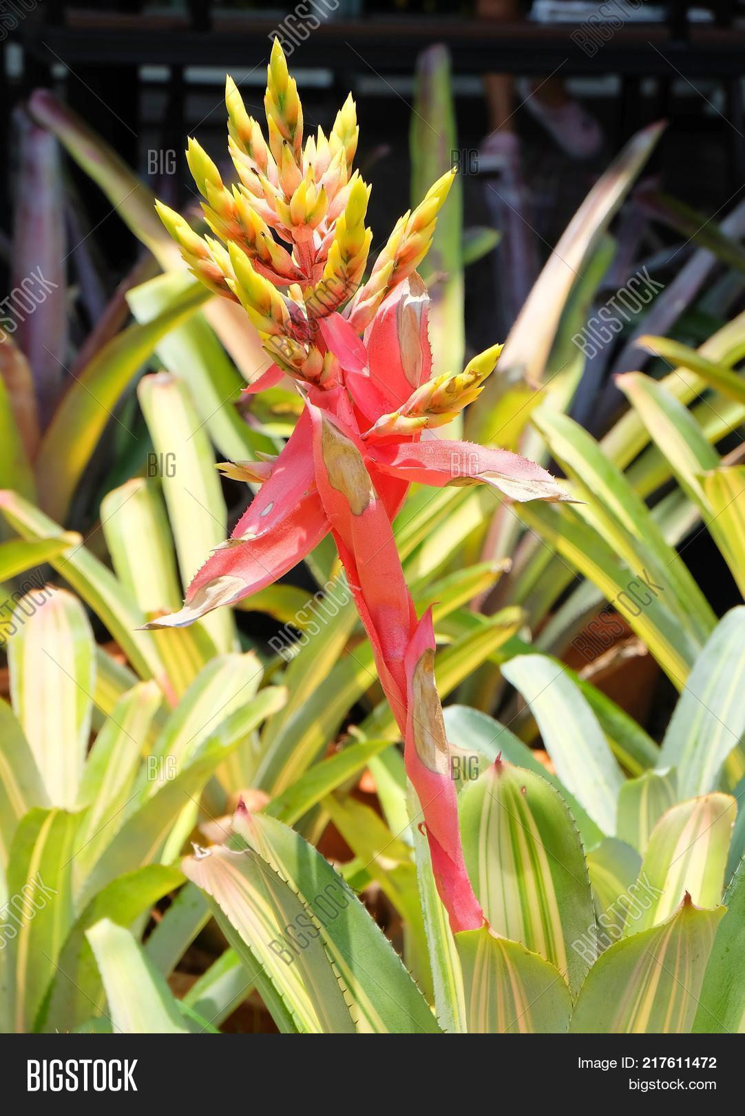 Beautiful Aechmea Image & Photo (Free Trial) | Bigstock