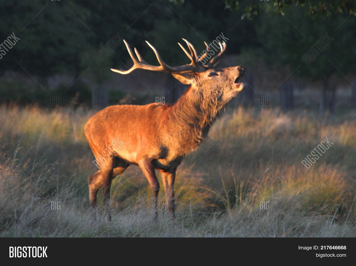 Roaring Stag Deer Image & Photo (Free Trial) | Bigstock