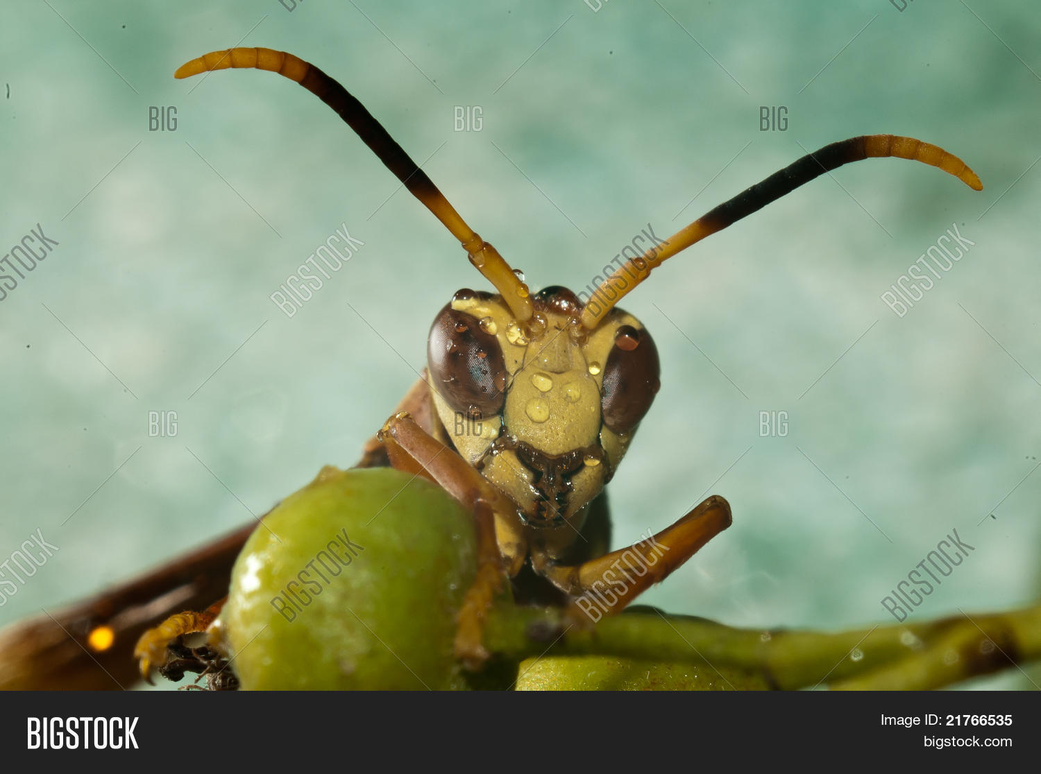 Extreme Macro Wasp Image & Photo (Free Trial) | Bigstock