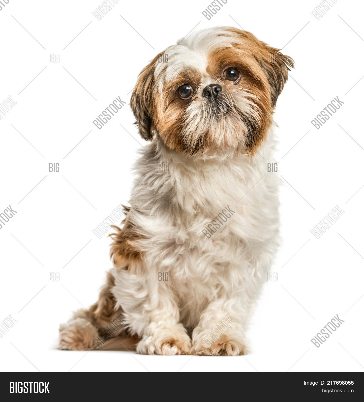 Shih Tzu, Dog Sitting Image & Photo (Free Trial) | Bigstock