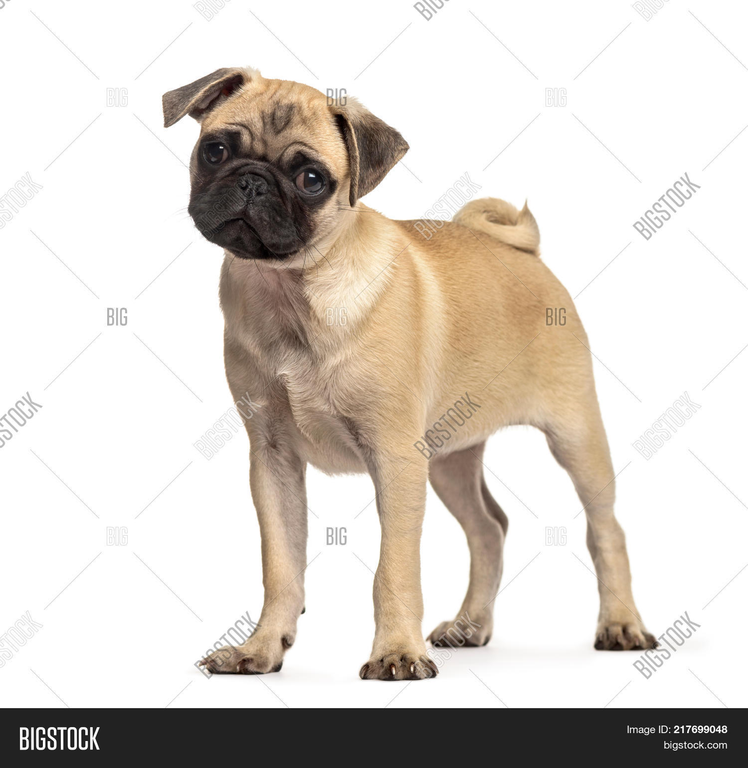 Pug Standing, Dog, Image & Photo (Free Trial) | Bigstock