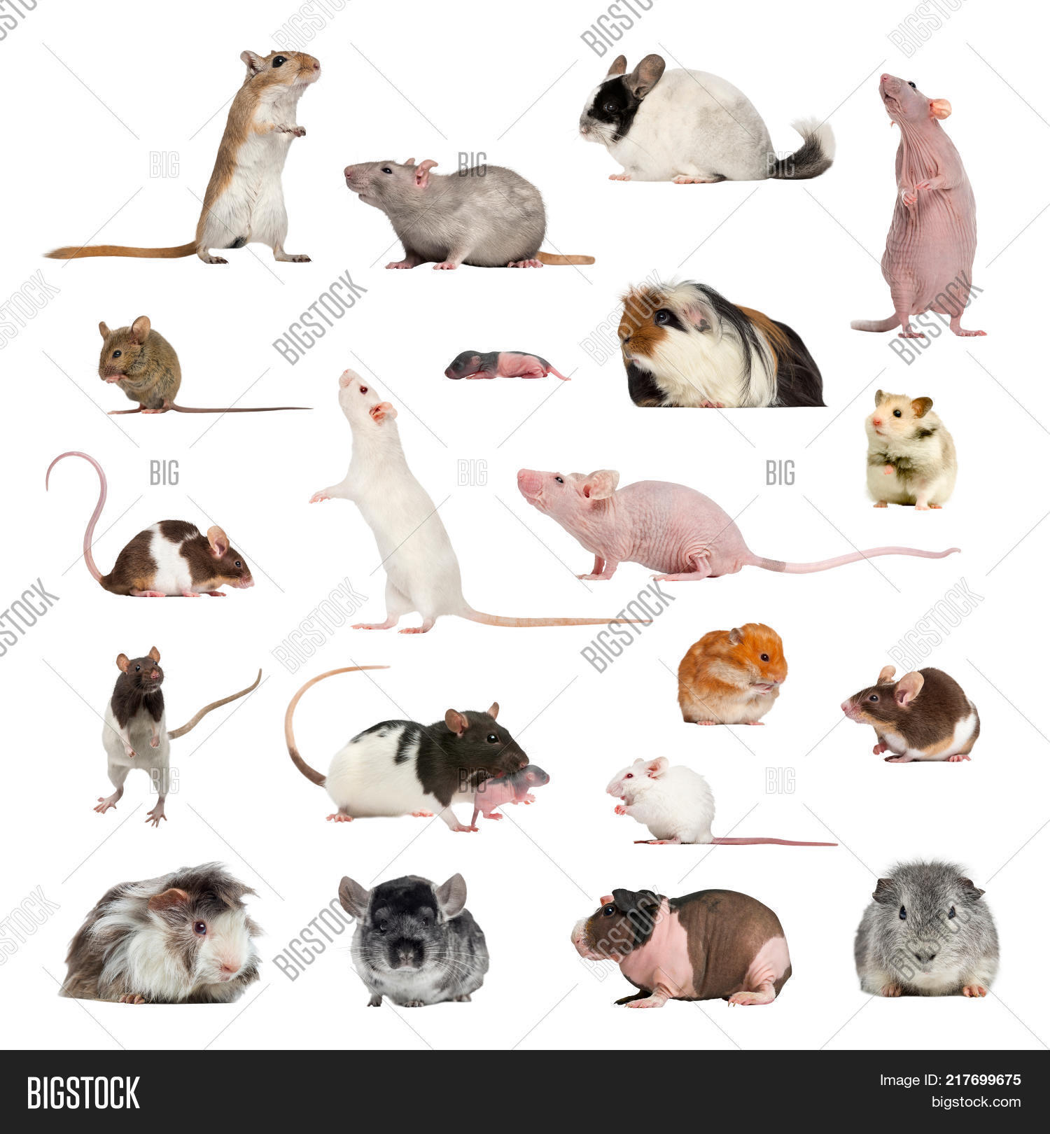 Large Collection Image & Photo (Free Trial) | Bigstock