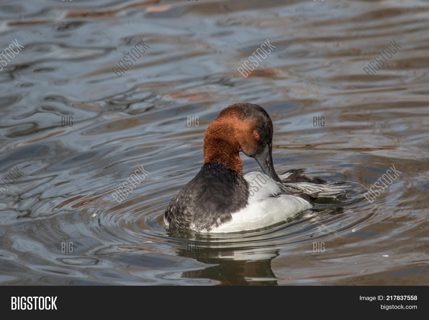 Male Canvasback Duck Image & Photo (Free Trial) | Bigstock