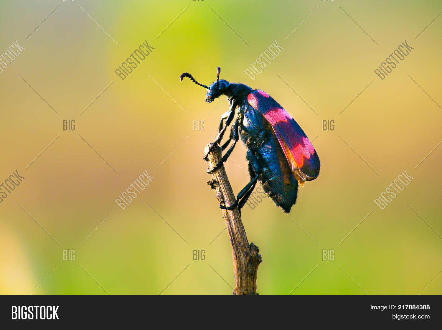 Beetles Group Insects Image & Photo (Free Trial) | Bigstock