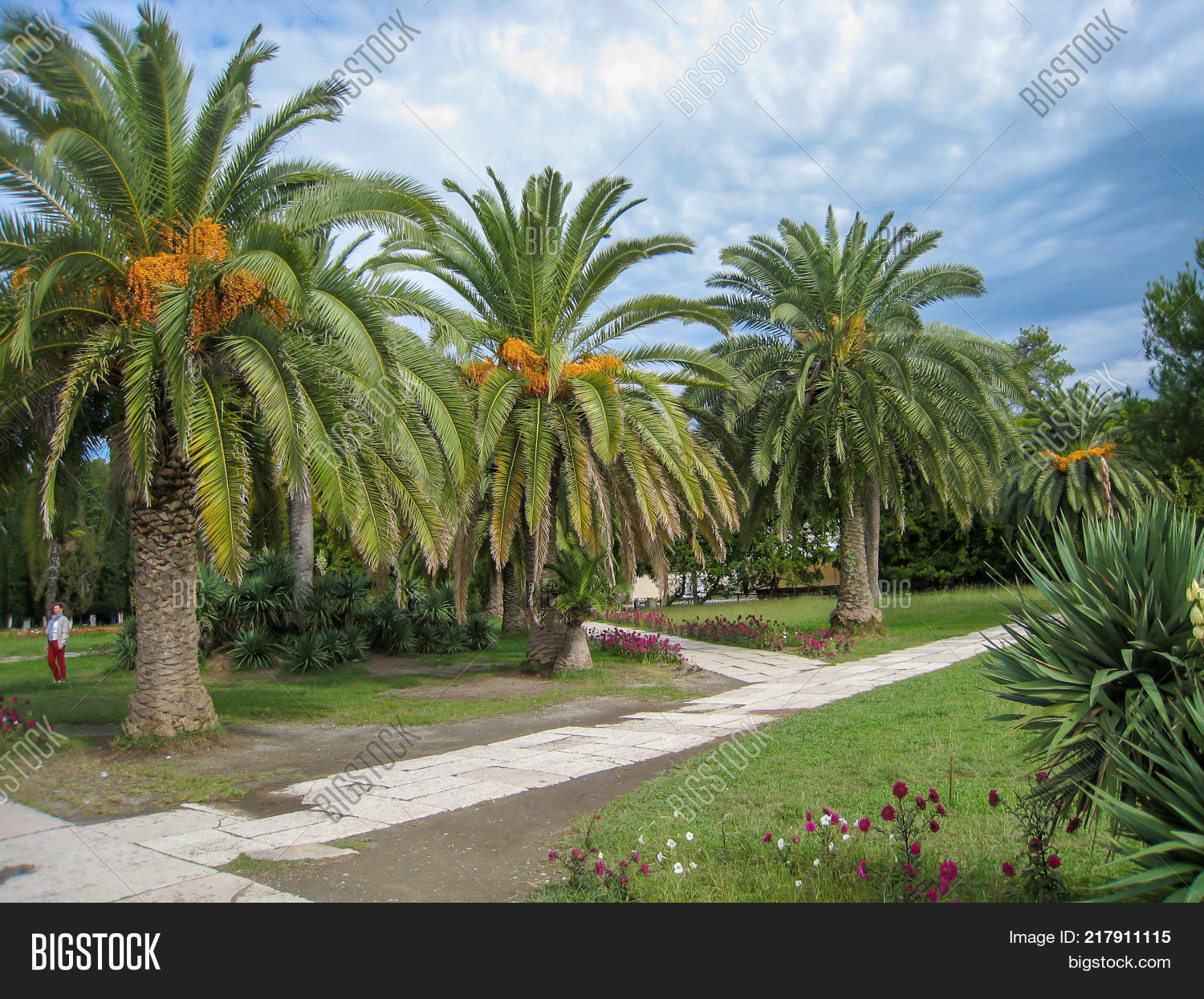 Tropical Palm Trees Image & Photo (Free Trial) | Bigstock