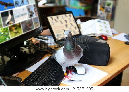 Pigeon On Desk Image & Photo (Free Trial) | Bigstock