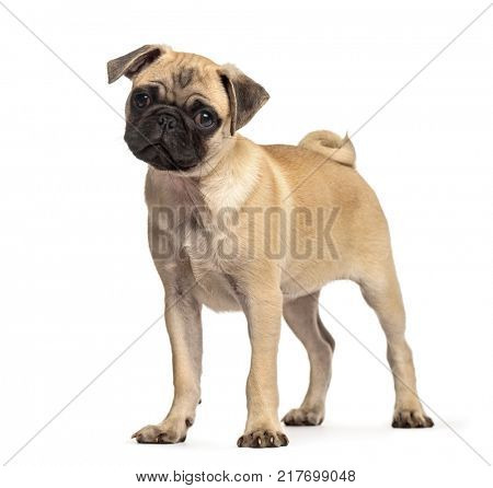 Pug Standing, Dog, Image & Photo (Free Trial) | Bigstock