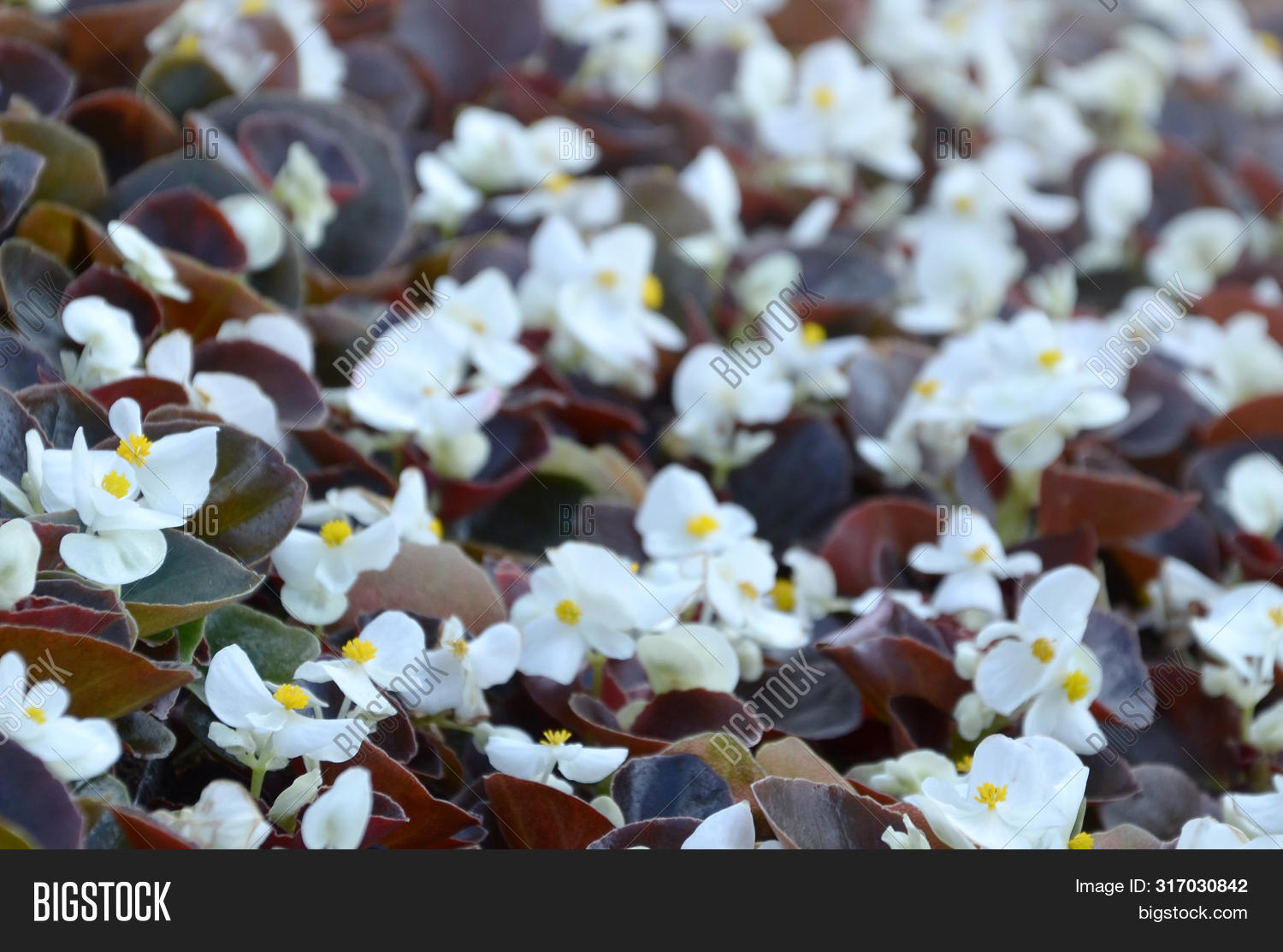 White Begonia Image & Photo (Free Trial) | Bigstock