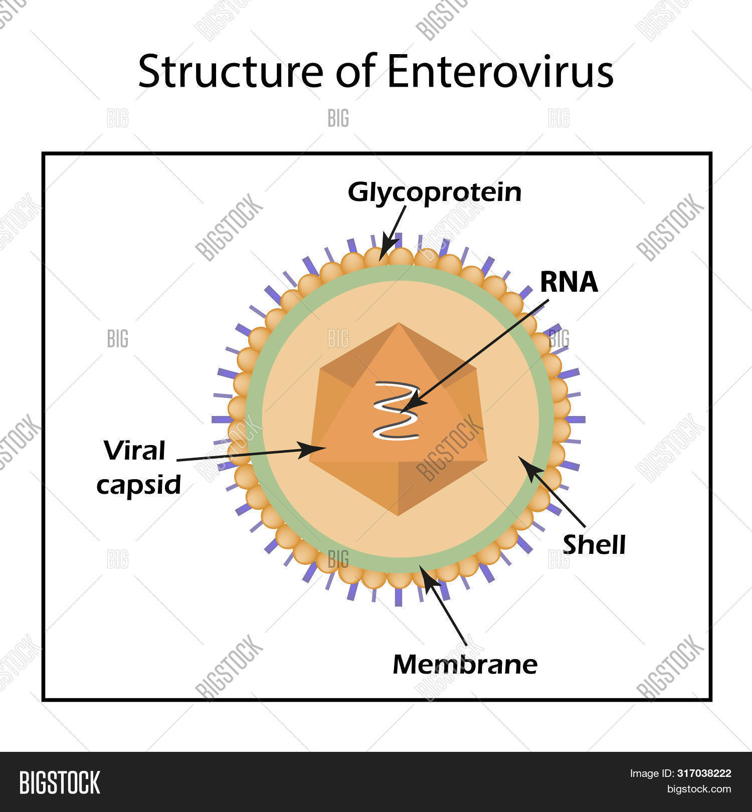 Structure Enterovirus Image & Photo (Free Trial) | Bigstock