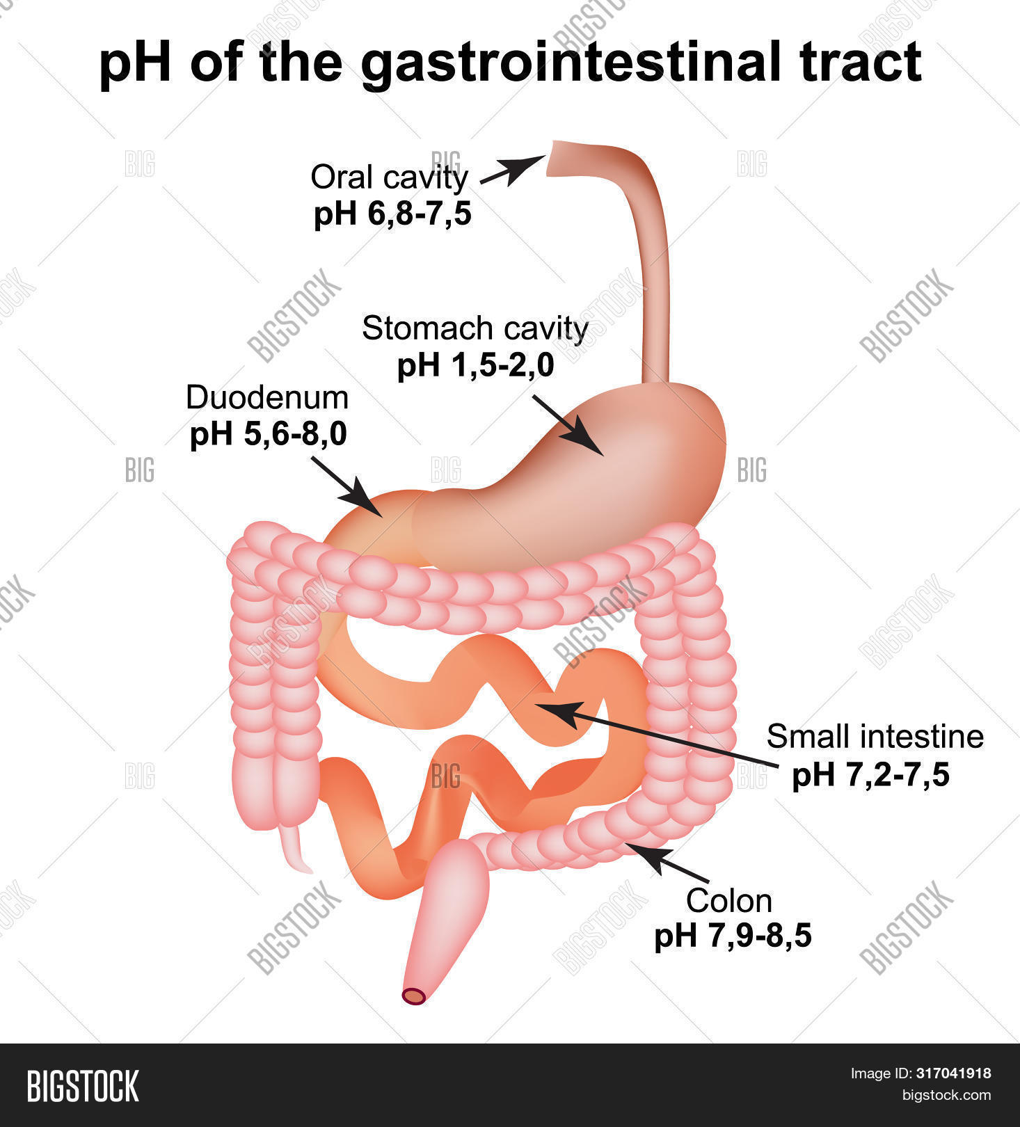 Ph Gastrointestinal Image & Photo (Free Trial) | Bigstock