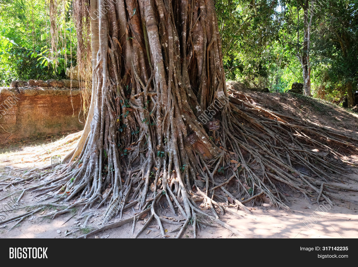 Branched Root System Image & Photo (Free Trial) | Bigstock