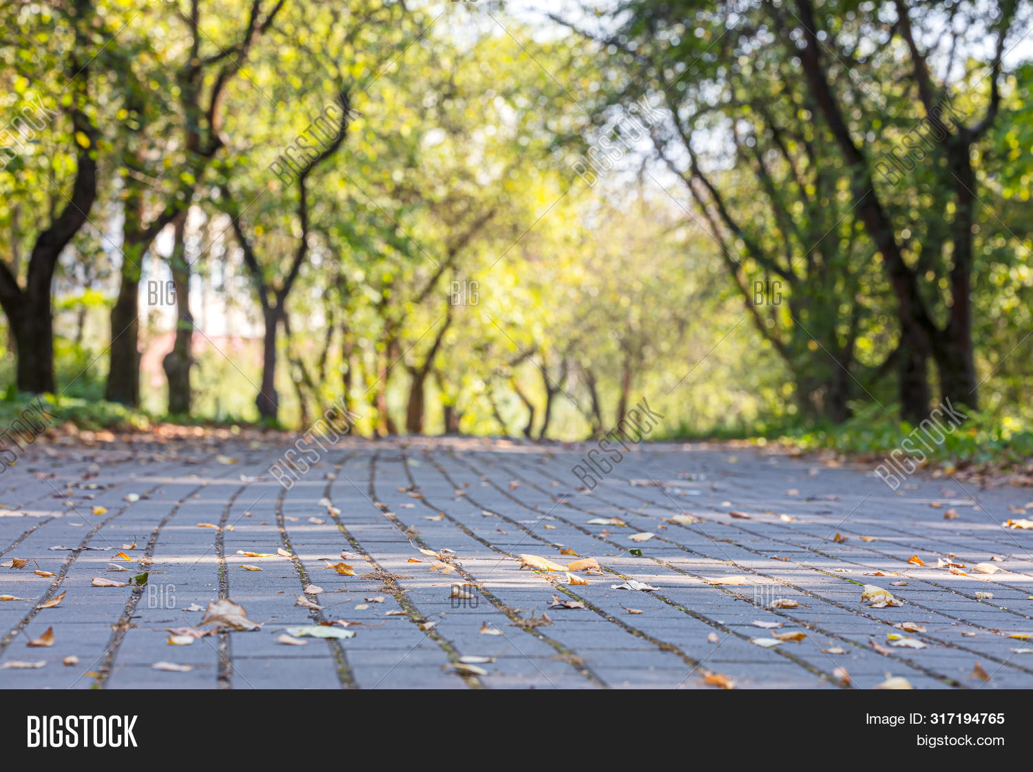 Park Walkway Yellow Image & Photo (Free Trial) | Bigstock