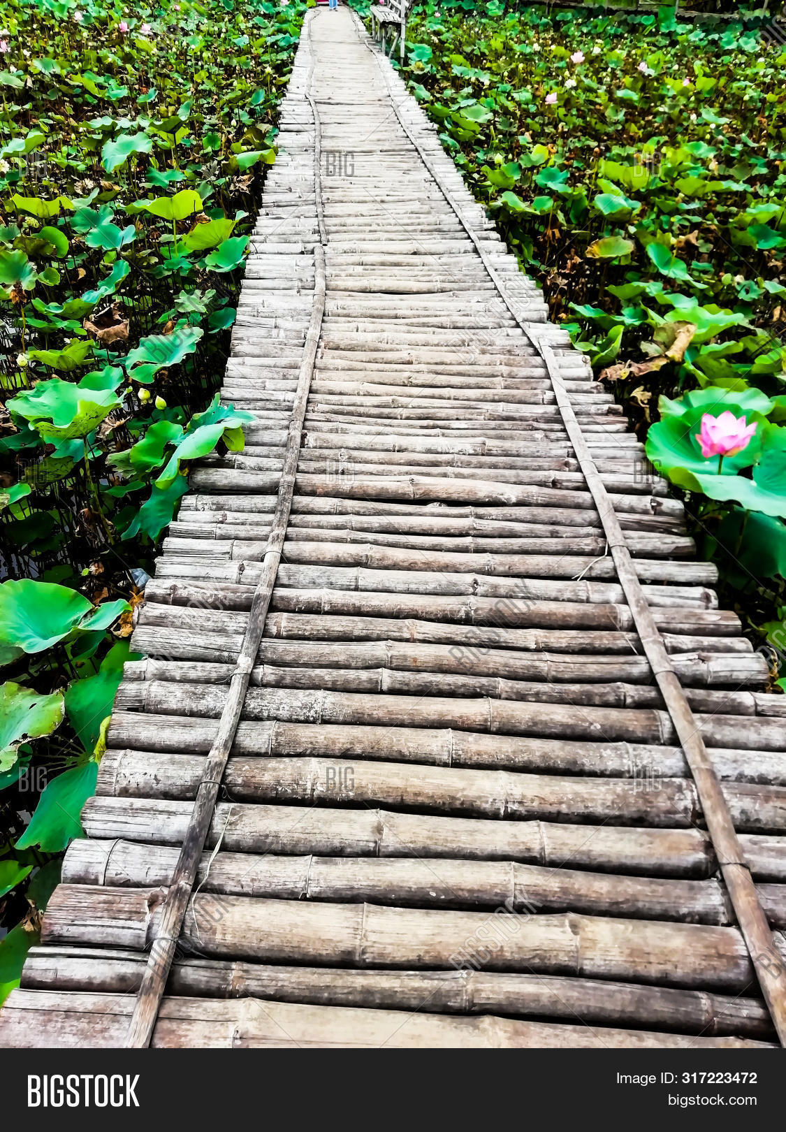 Wooden Bridge Walkway Image & Photo (Free Trial) | Bigstock