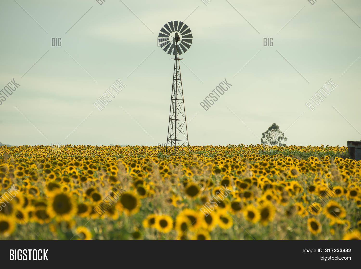 Picturesque Field Image & Photo (Free Trial) | Bigstock