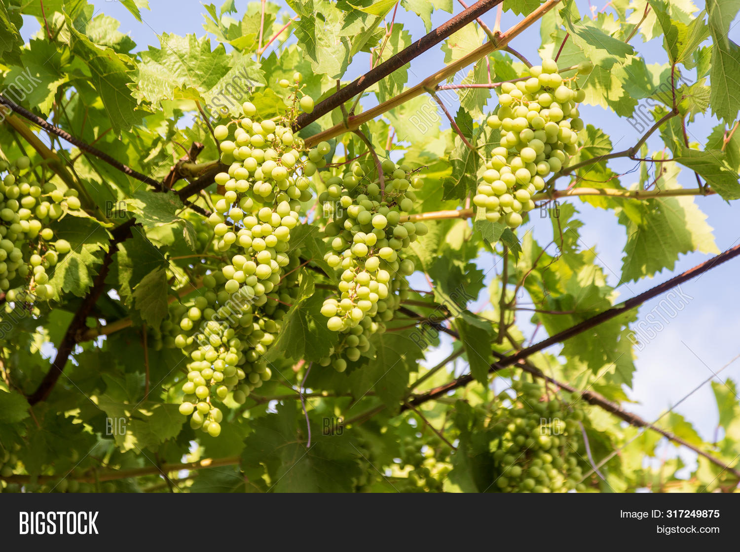 Imagen y foto Grape Branches. (prueba gratis) | Bigstock